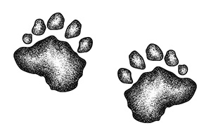 Get Your Bruin Body Art Here! | UCLA