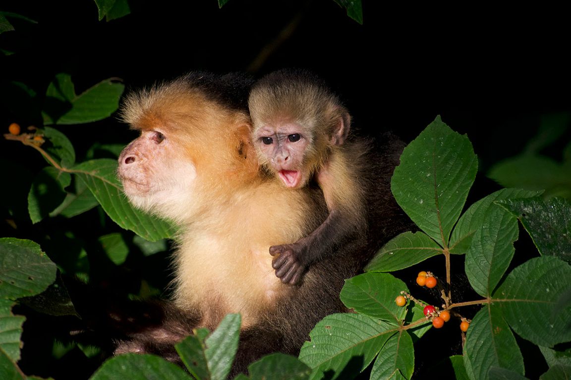 Stronger stress response in monkeys helps them survive | UCLA