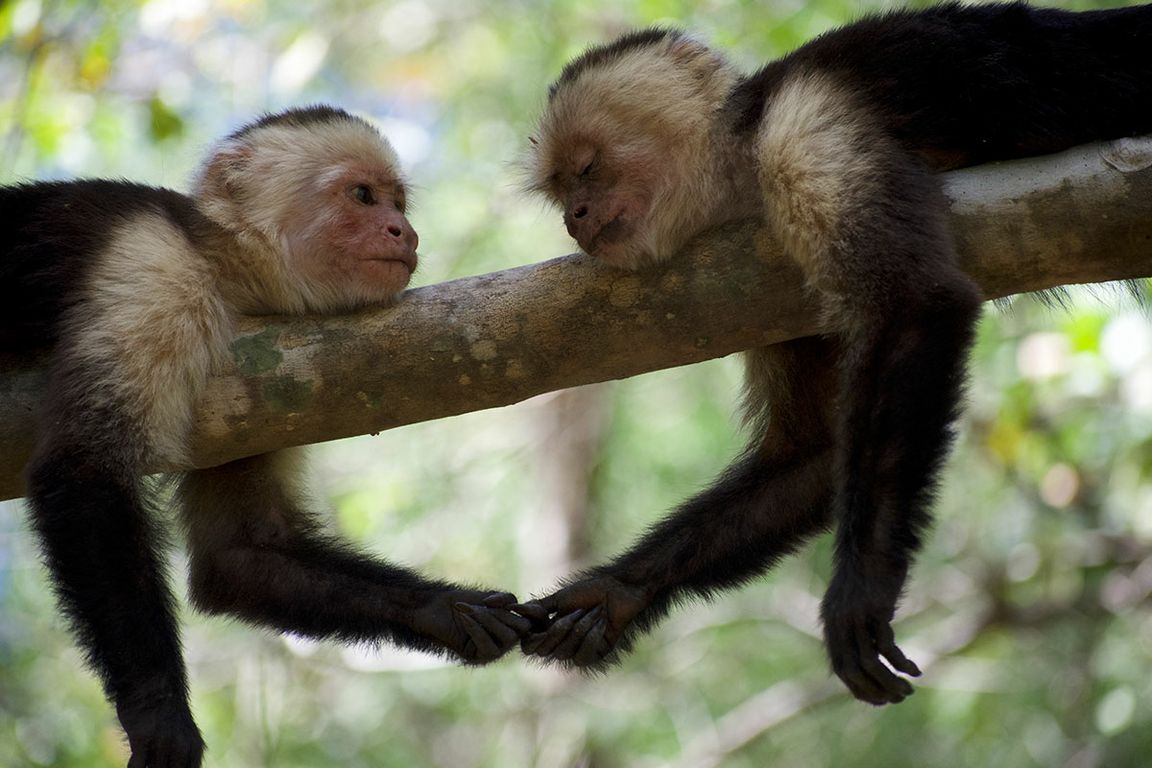 Stronger stress response in monkeys helps them survive | UCLA