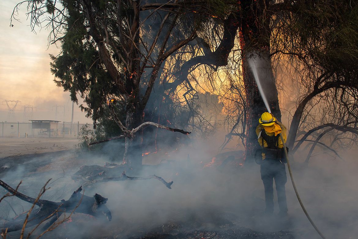 Photo | Firefighter tries to extinguish fire engulfing a tree | UCLA