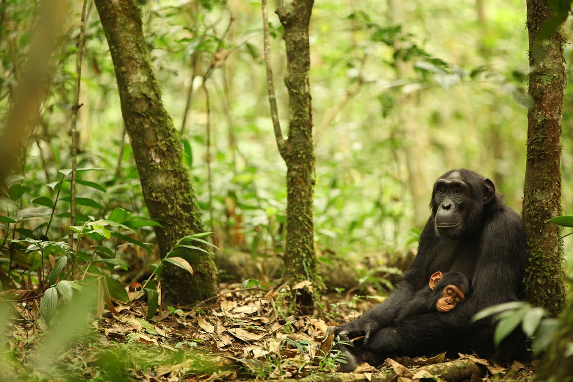 How lethal aggression increased reproductive success in wild ...