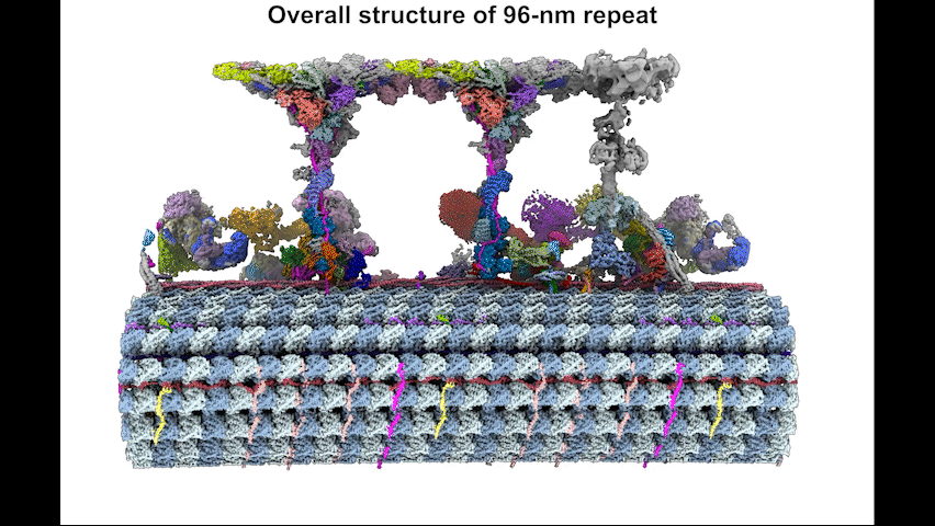 Atomic imaging and AI offer new insights into motion of parasite behind ...