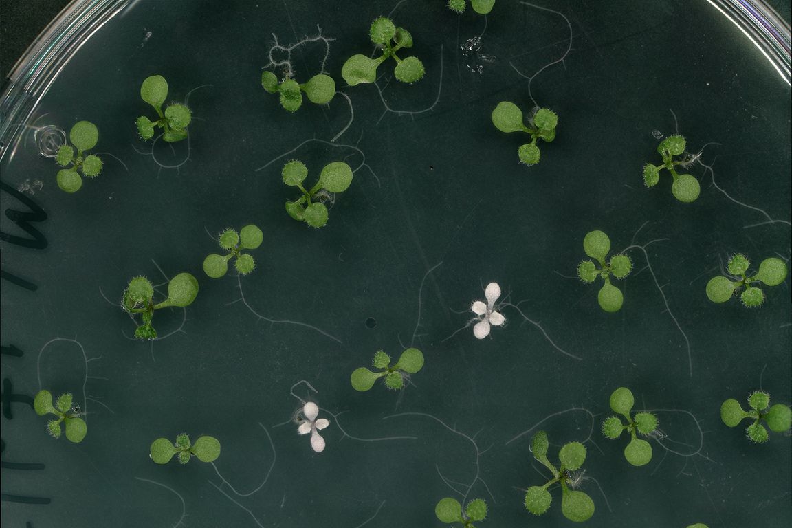 Tiny CRISPR tool opens door to faster, simpler plant genome editing | UCLA