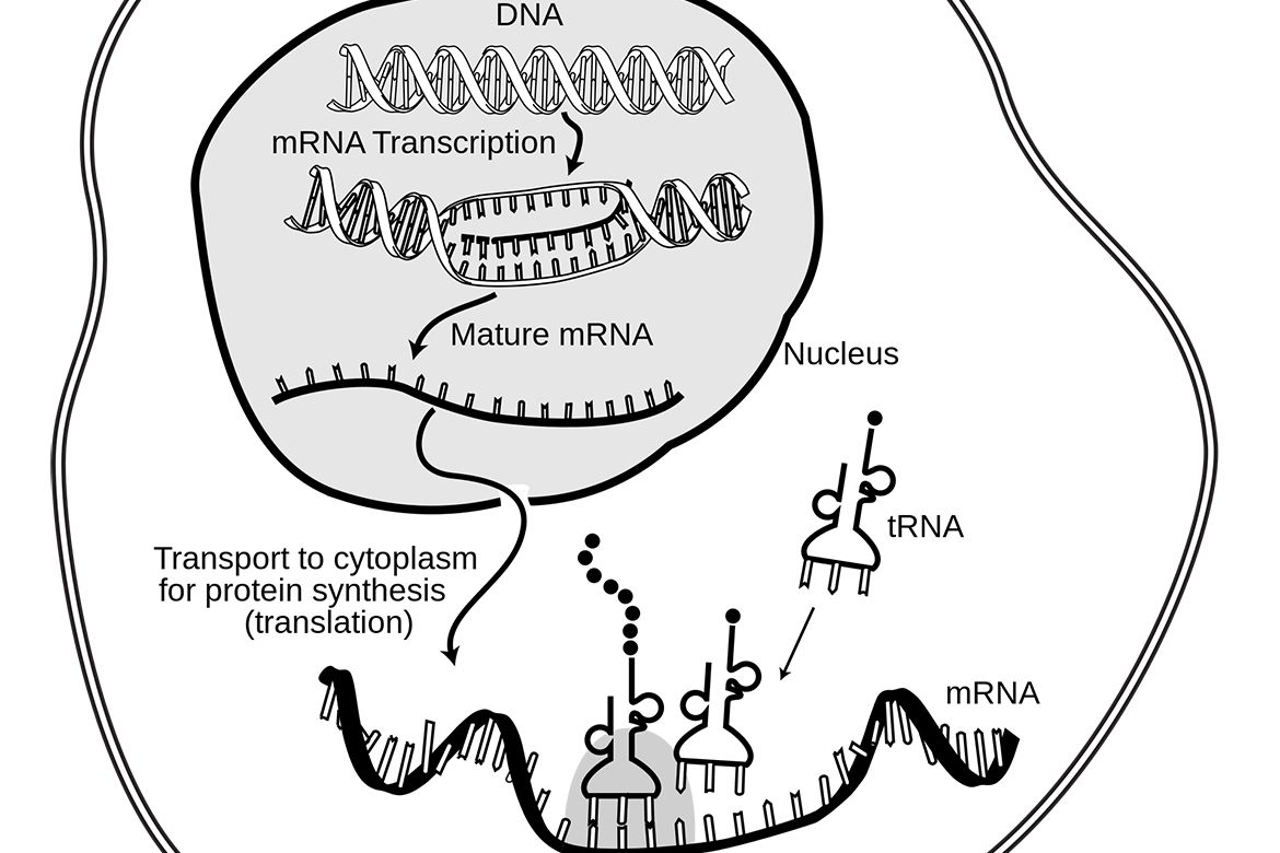 Photo | Illustration showing DNA transcription to mRNA in the nucleus ...