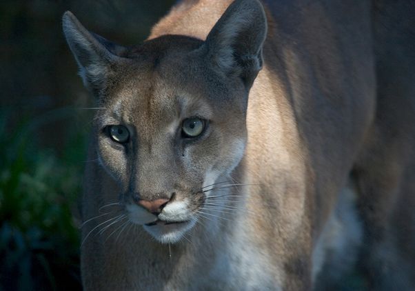 Hail to the Hills: Brother Bruin: The Extraordinary Life of Buck ...