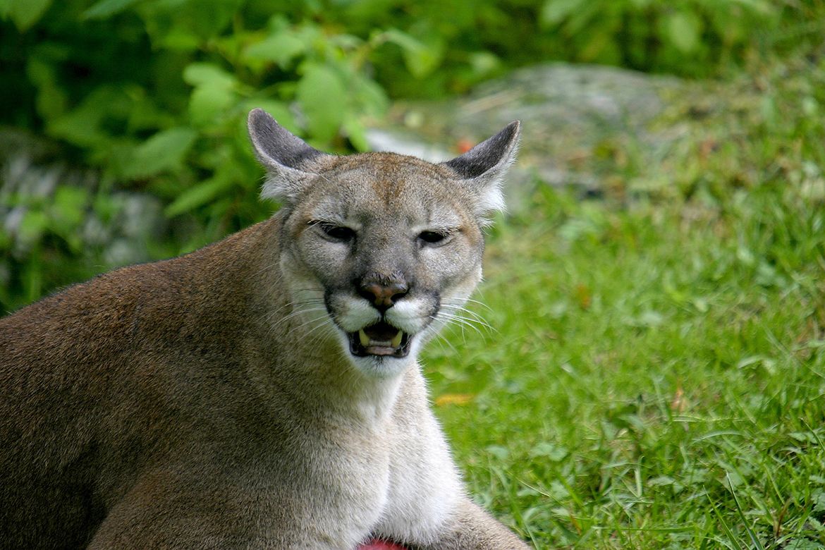 Researchers find interbreeding intervention for Florida panthers ...