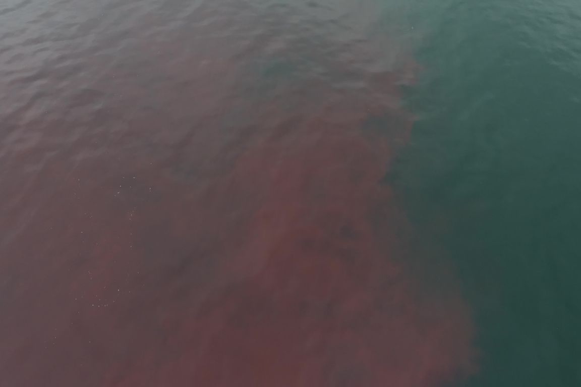Santa Monica’s waves to run pink during UCLA water quality test | UCLA