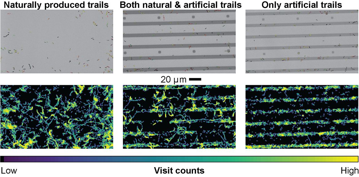 How bacteria sense surfaces to form films | UCLA