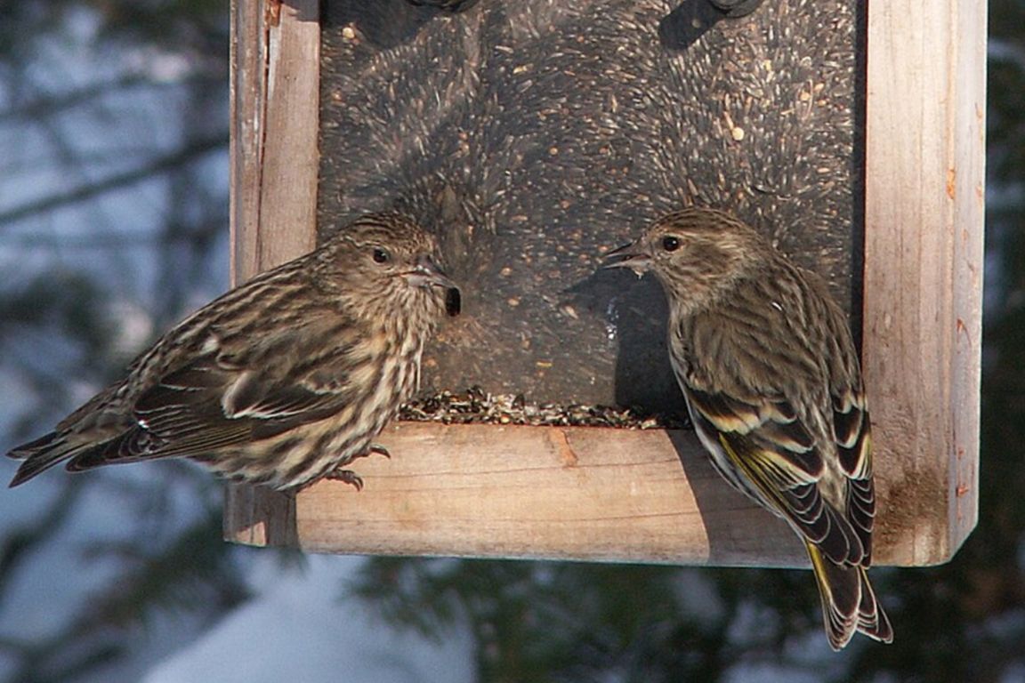 Birders Urged to Aid Songbirds in Salmonella Fight | Mirage News
