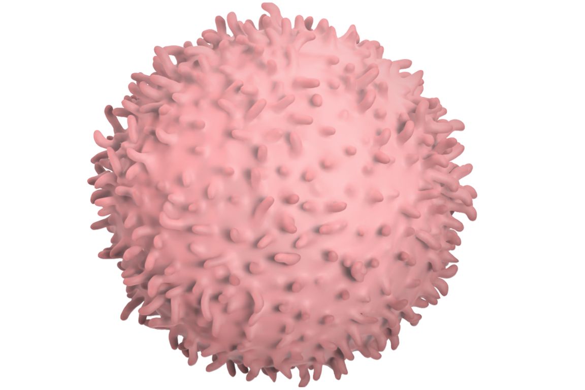 COVID-19 viral fragments target specific immune cells | UCLA