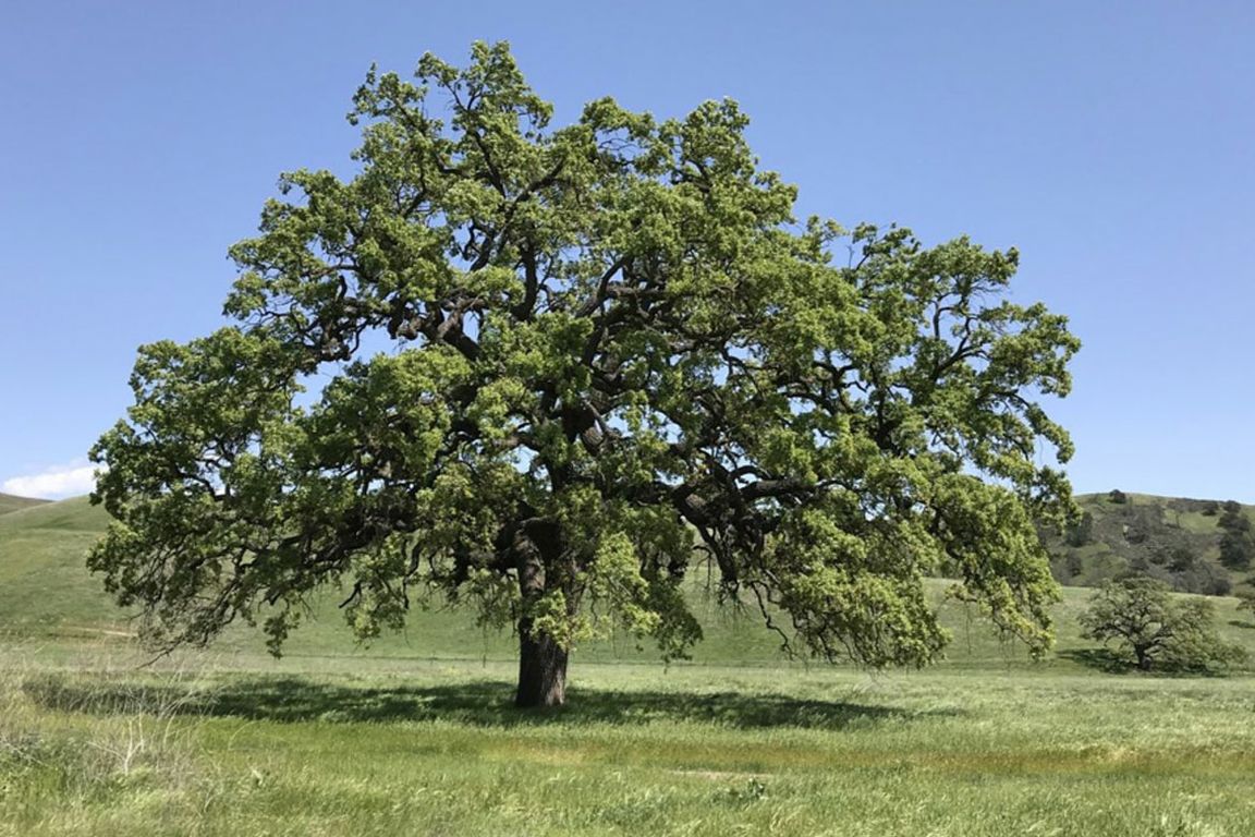 Adapting oak trees for climate change, one acorn at a time | UCLA