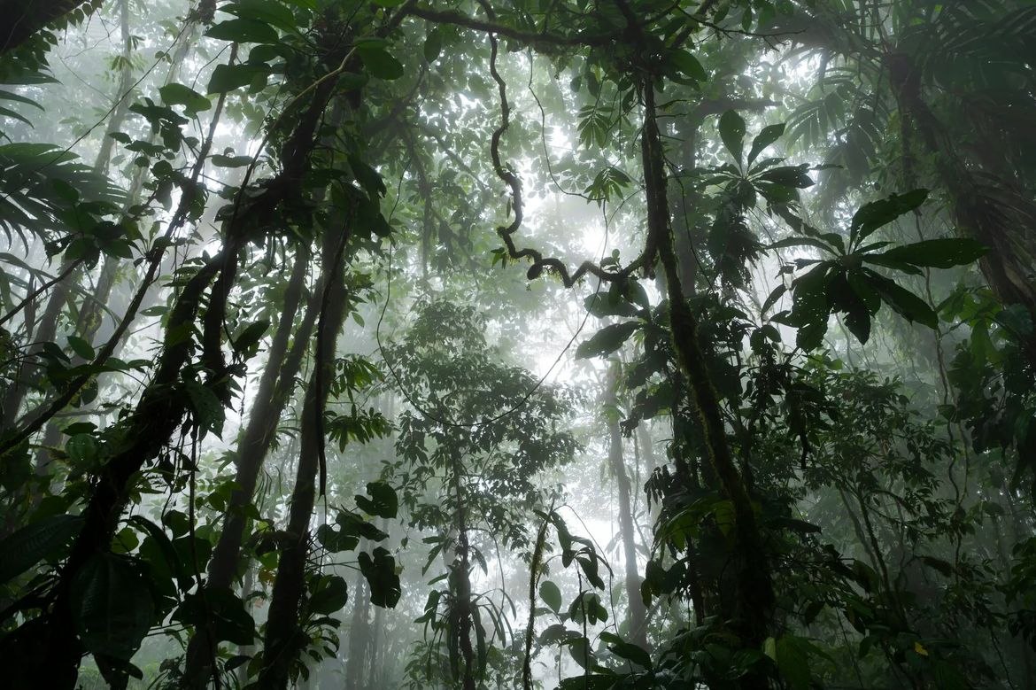 Photo | Dense tropical forest vegetation and hanging vines fill the ...