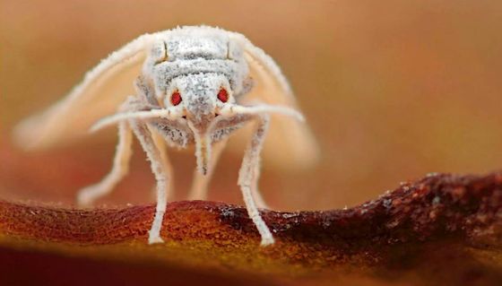 Photo | Whitefly | UNM UCAM Newsroom
