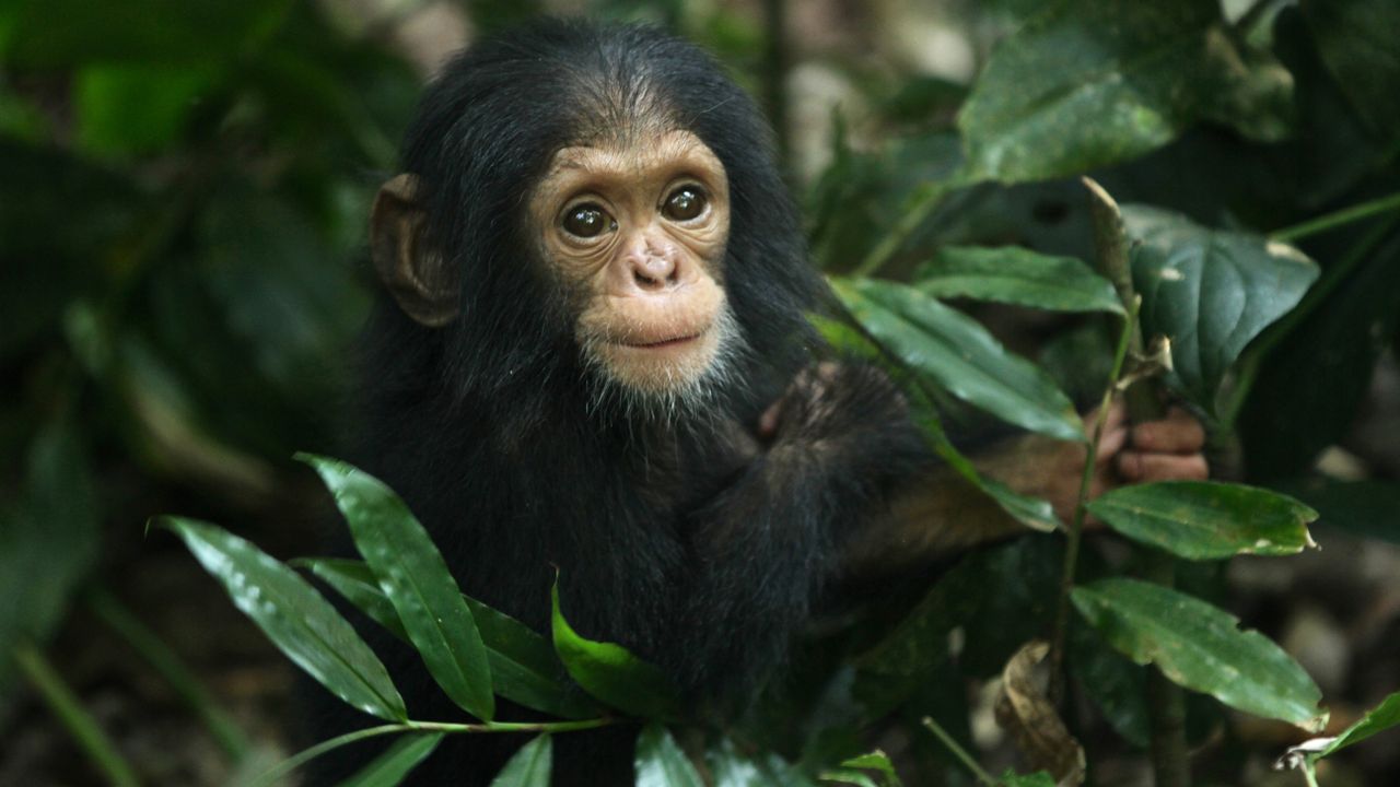 A desert university’s deep connection to the jungle | UNM UCAM Newsroom