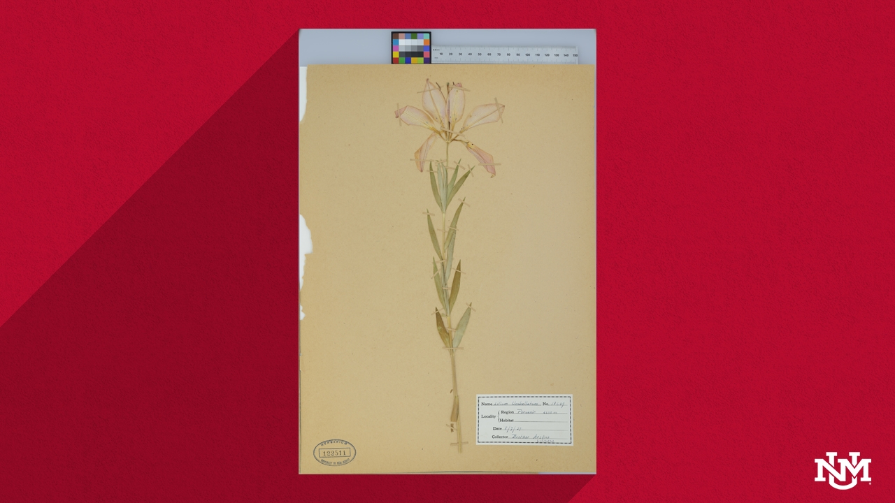 UNM is opening virtual doors to its plant collections | UNM UCAM Newsroom