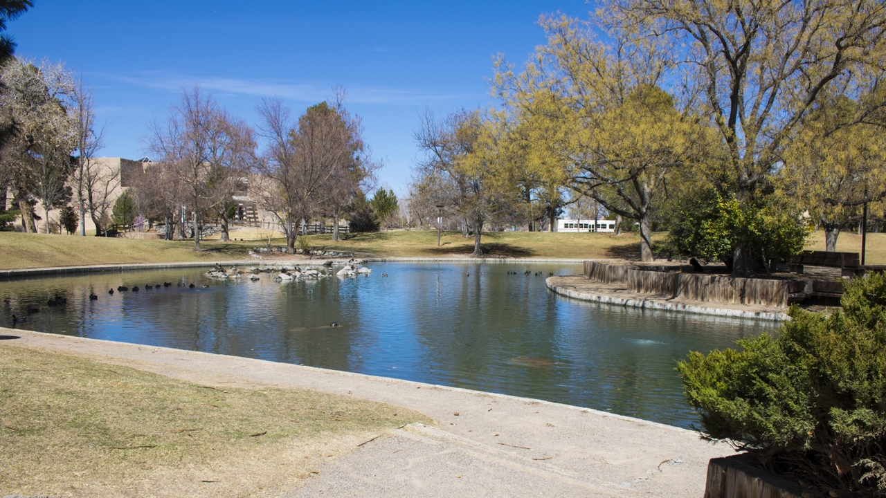 From cloudy to clear UNM Duck Pond ready for company | UNM UCAM Newsroom