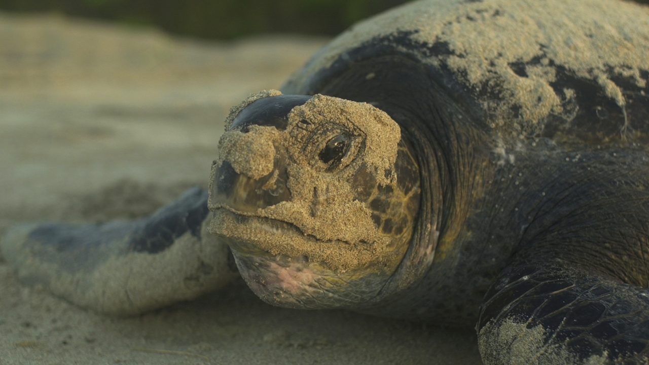 Cracking the case: The taste for turtle and the disappearing delicacy ...