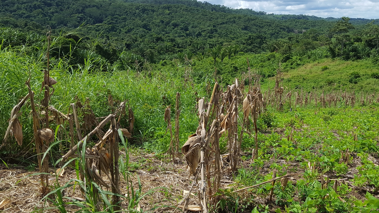 New findings from the Neotropics suggest contraction of the ...