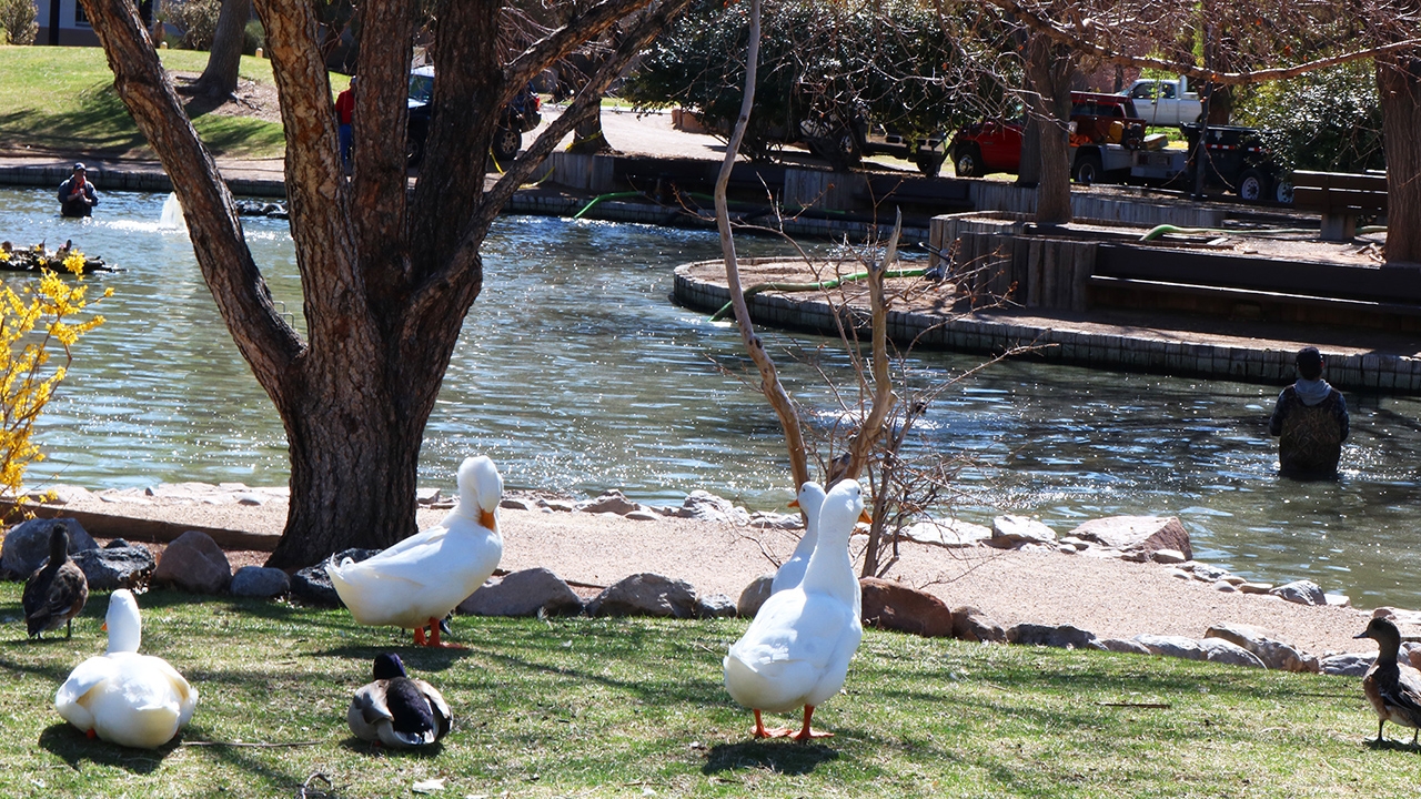 Facilities Management grounds adopts sustainable approach to Duck Pond ...