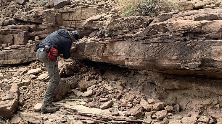 Geologists refine the timing of the Cambrian explosion and trilobite ...