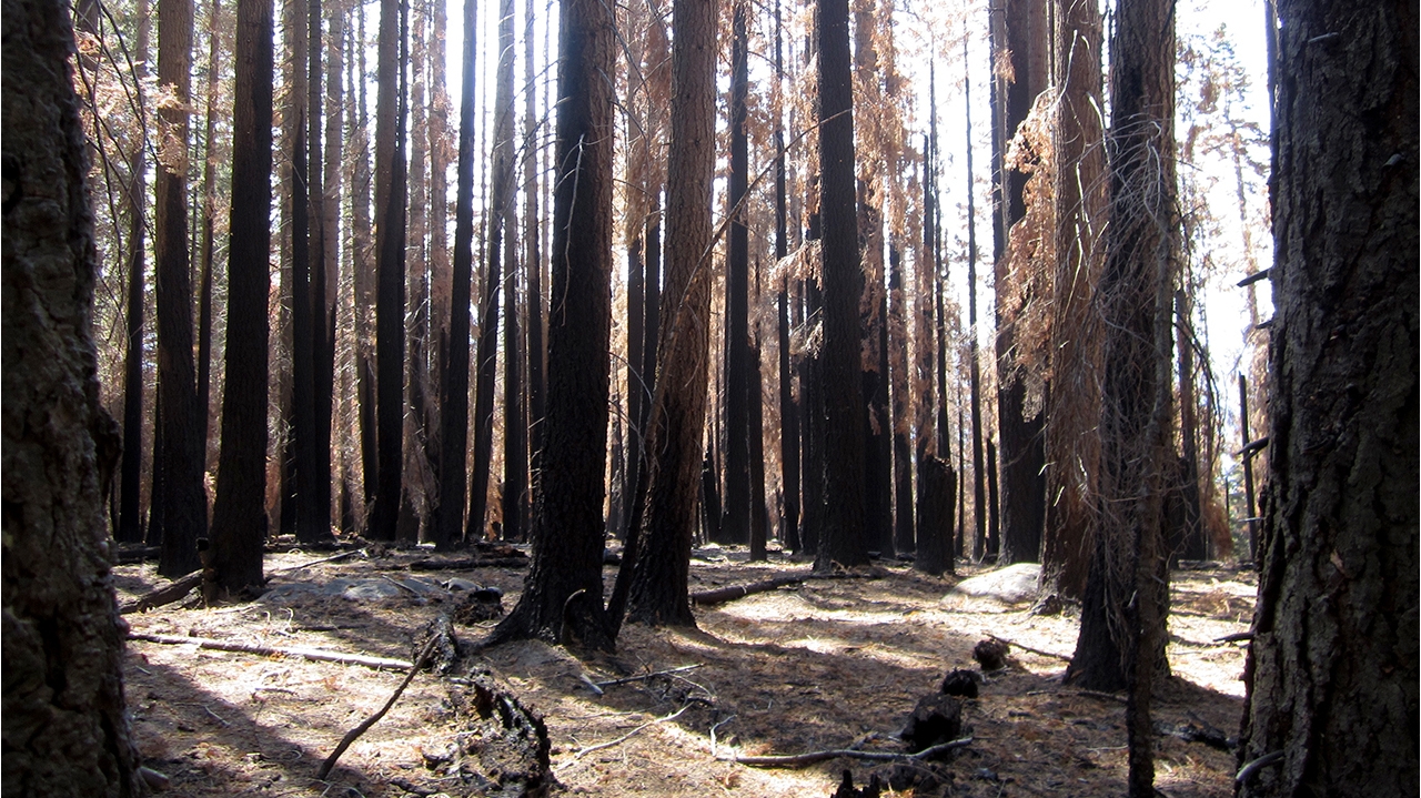 Experts advocate fire management to conserve seasonally dry forests ...
