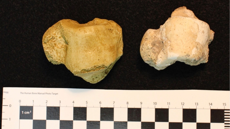 Neandertal bone fossils |UNM Newsroom