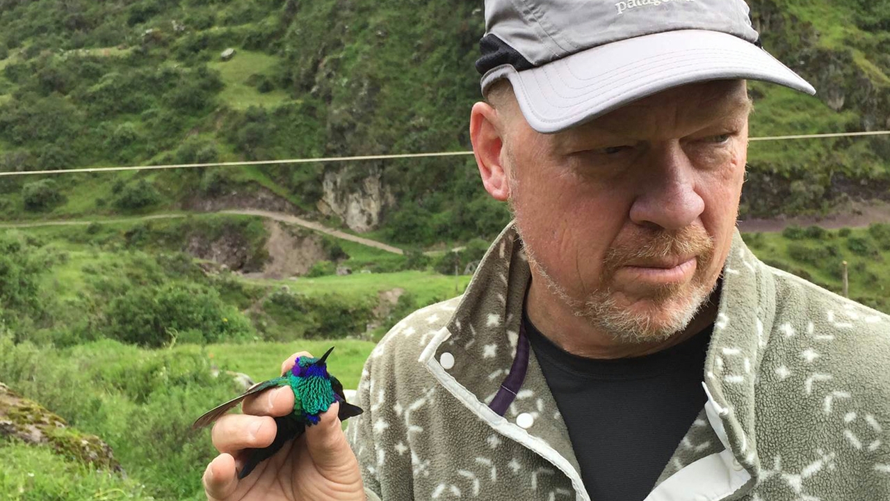 UNM professors examine how hummingbirds live in extreme climate | UNM ...