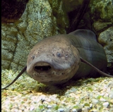 UNM Researchers Reveal Stubborn Persistence of Measles: UNM Newsroom