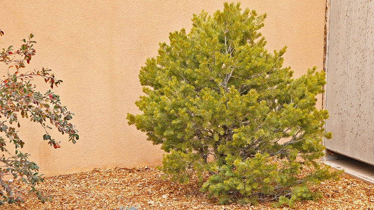 New Mexico Arbor Day tree planting: UNM Newsroom