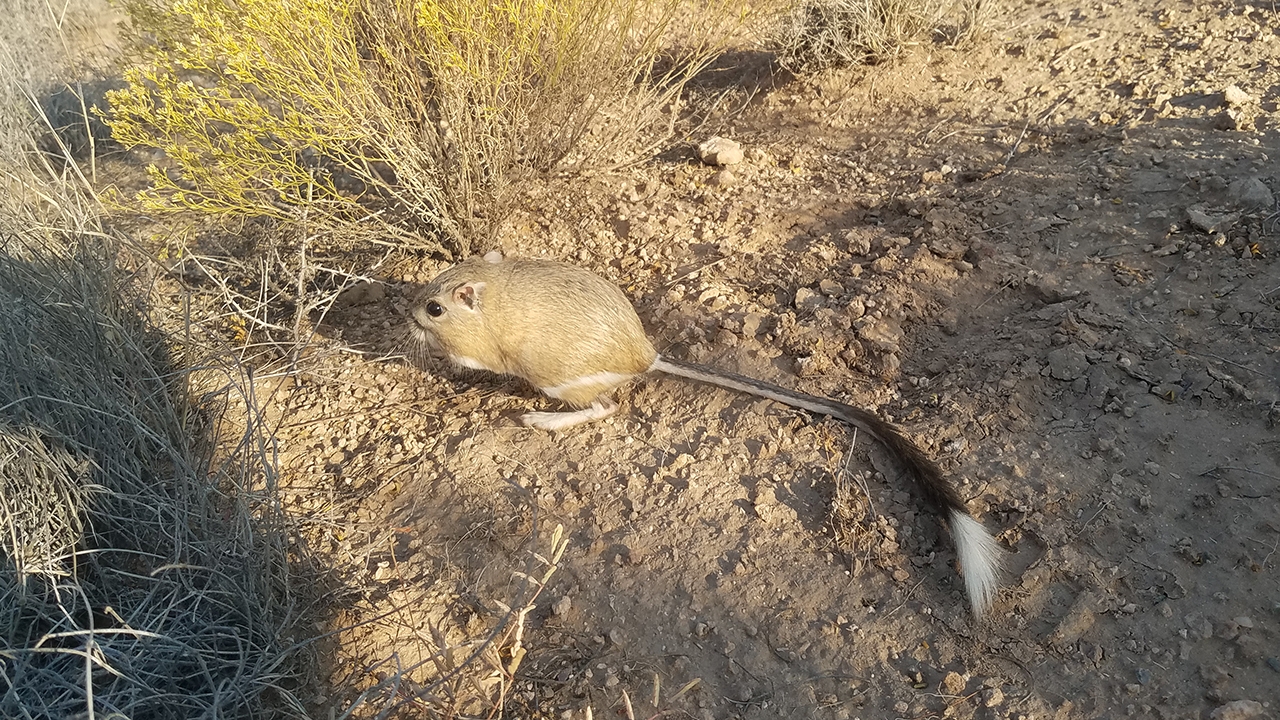 Scientists study how regional climate variability affects animals in ...