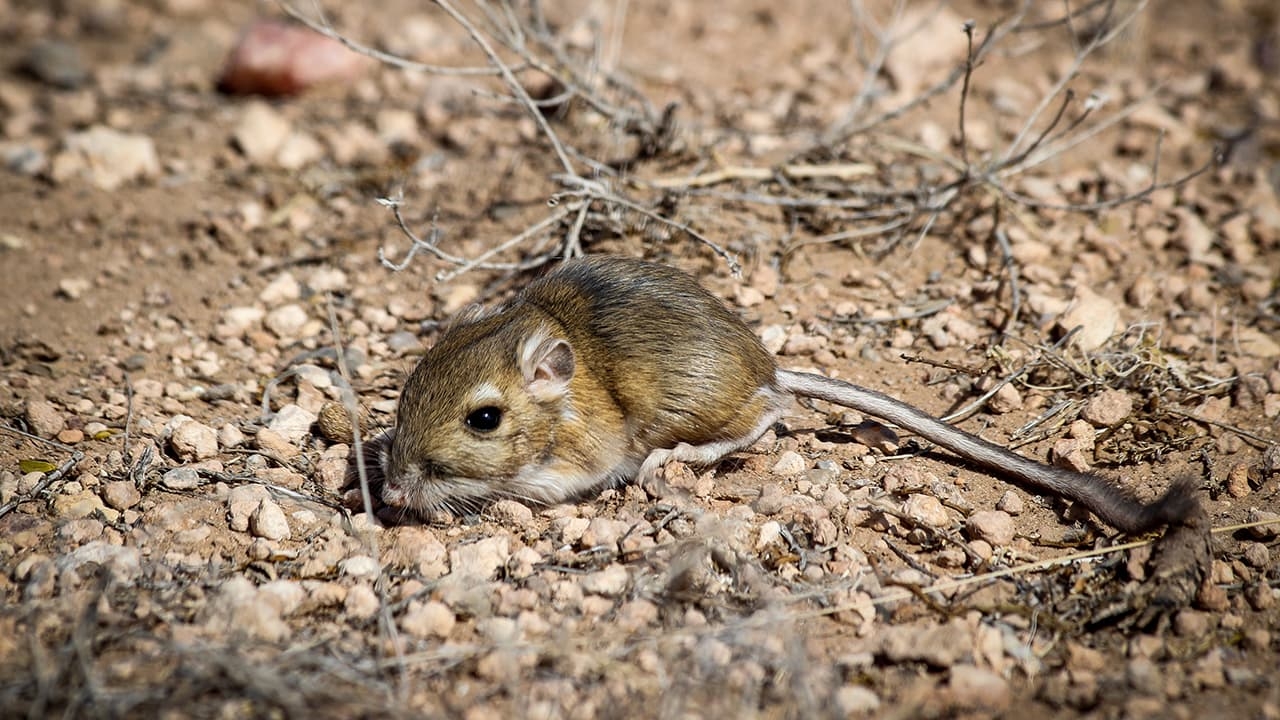 Scientists study how regional climate variability affects animals in ...