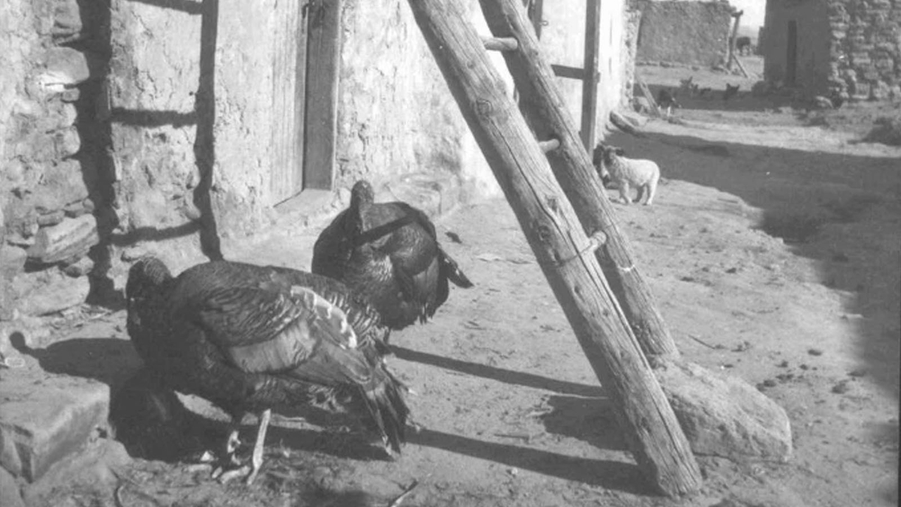 Research delves into role of turkeys to Ancestral Pueblo peoples | UNM ...