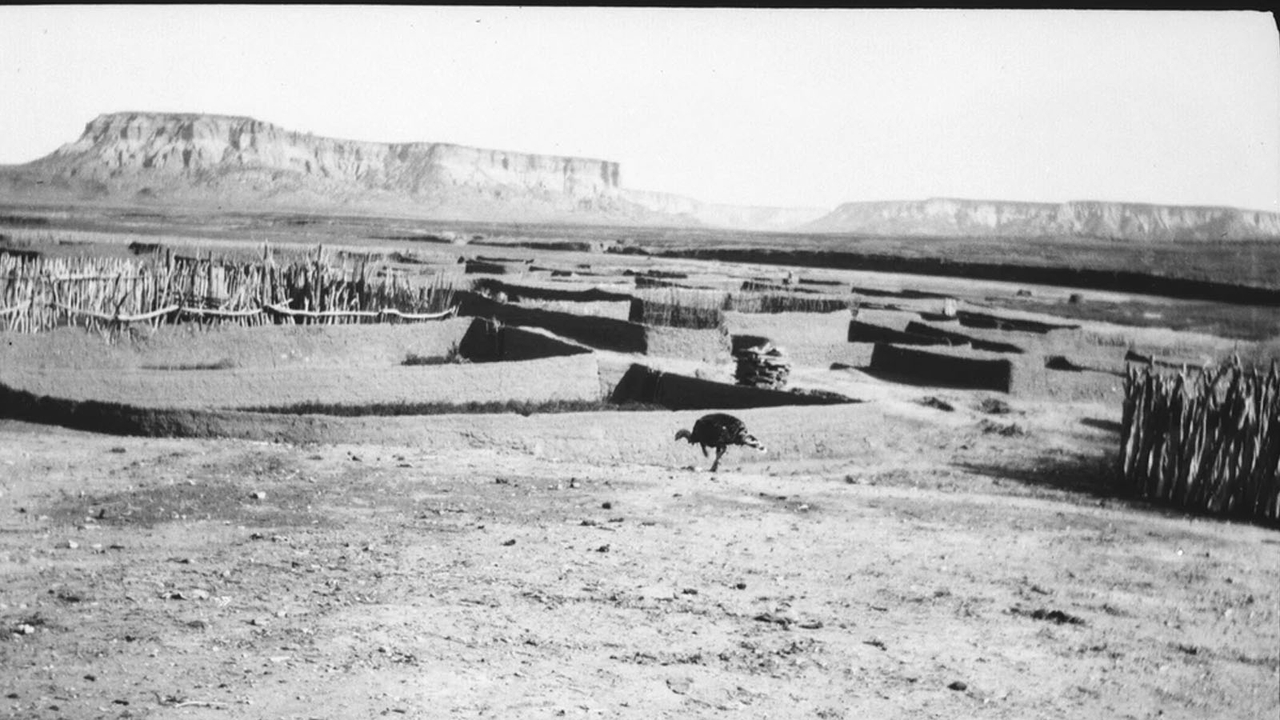 Research delves into role of turkeys to Ancestral Pueblo peoples | UNM ...
