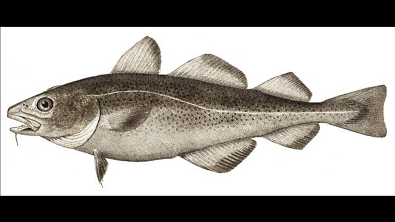 Archaeological dig reveals California Gold Rush food imports | UNM UCAM ...