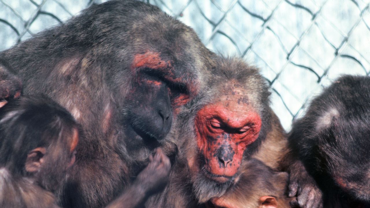 A search for answers in ethics: where animals fit in | UNM UCAM Newsroom