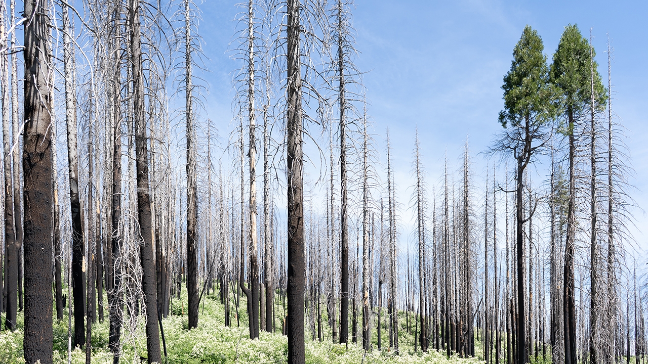 Hotter and drier conditions limit forest recovery from wildfires | UNM ...