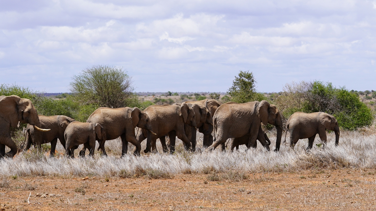 Kenya research trip teaches students to use all senses | UNM UCAM Newsroom