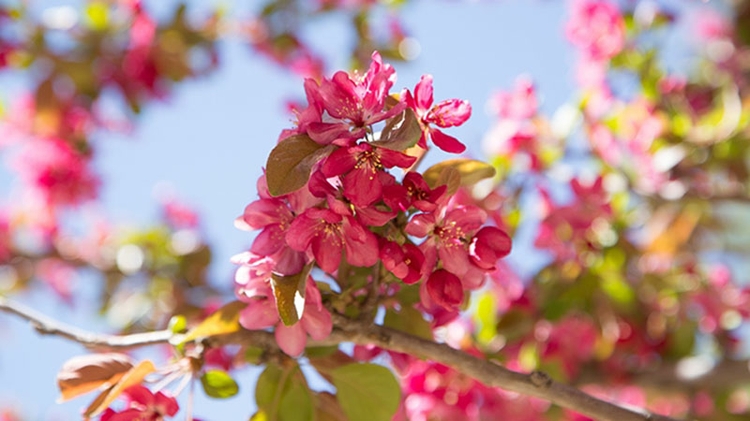 Former Anderson School Dean Raymond Radosevich dies: UNM UCAM Newsroom