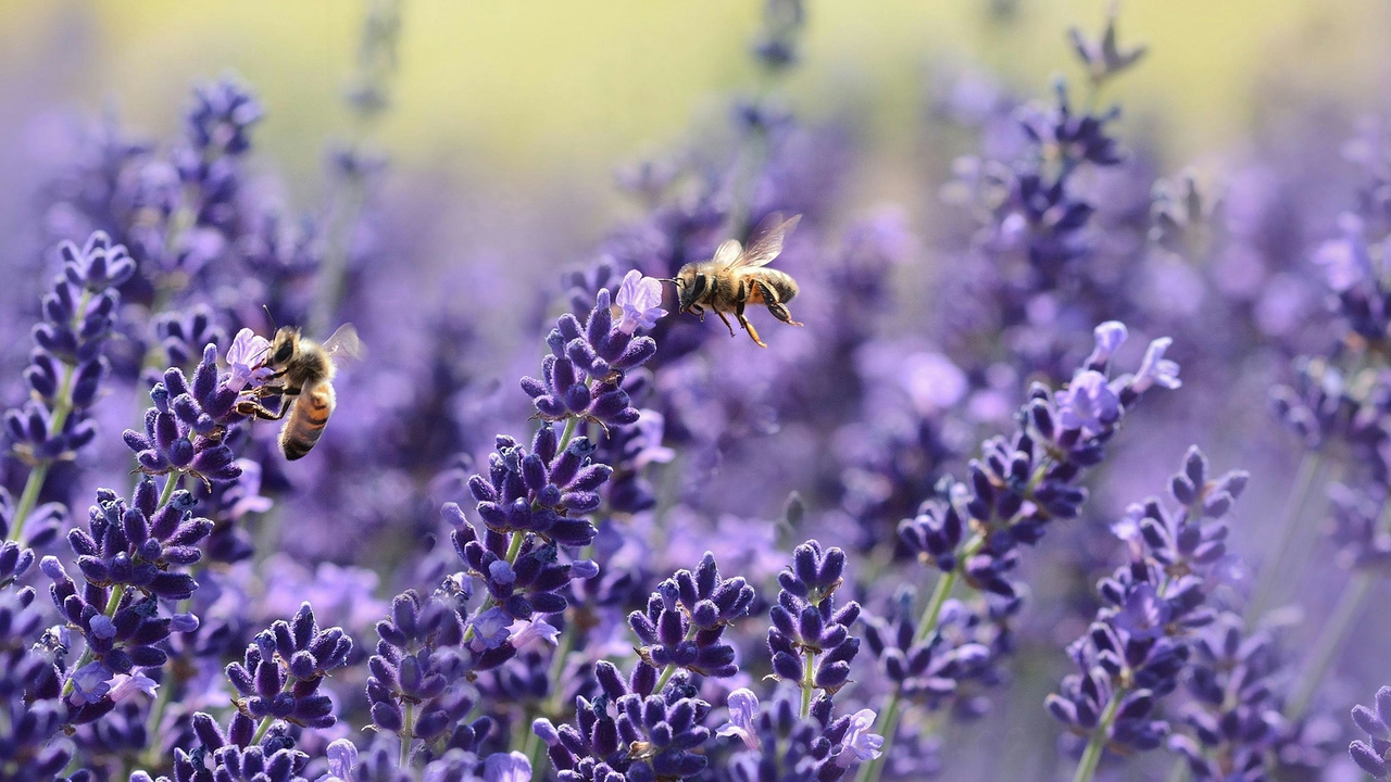 UNM alum research examines the future of bees in the Southwest: UNM ...