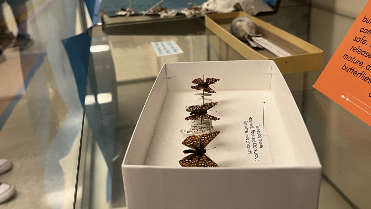 New display shows local eighth graders work about Museum of ...