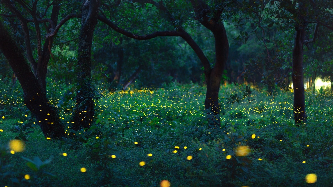 From fireflies to drones: UNM researchers uncover strategy for ...