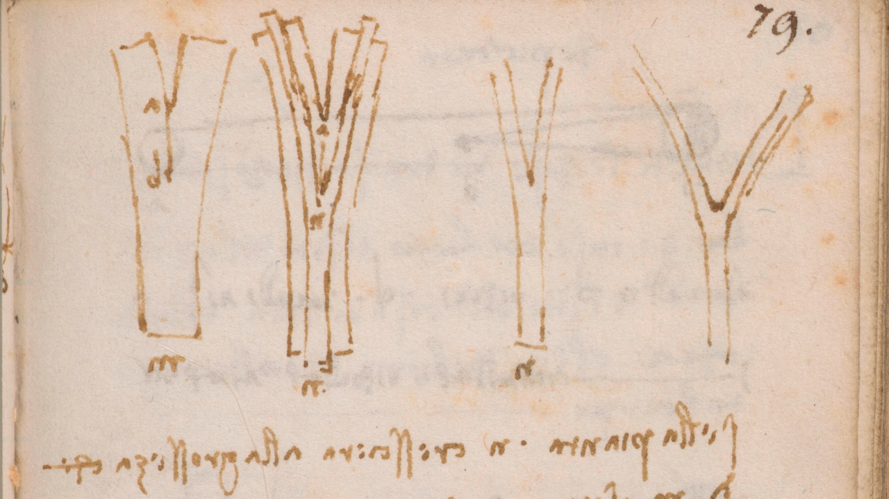 Seeing trees through fractals: new research explores how we perceive ...