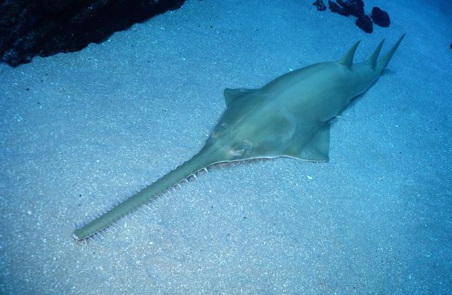 Georgia Aquarium Hosts Expert Workshop on Endangered Sawfish | Georgia ...