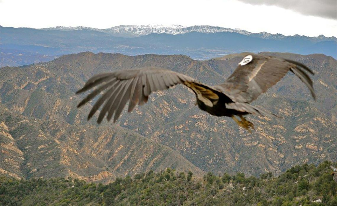 California Condor Recovery Program Spreads Its Wings | Energized by Edison