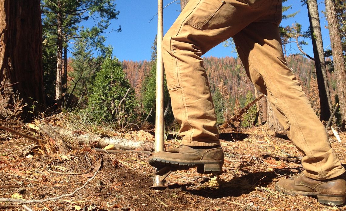 SCE Rebuilds Forest Ravaged by Beetles, Drought | Energized by Edison