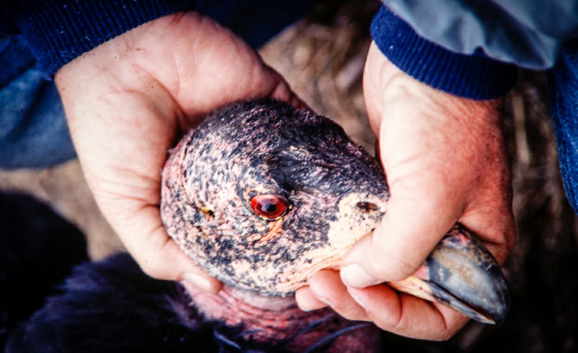 Condor Rescued in Recovery Program Takes First Flight in 30 Years ...