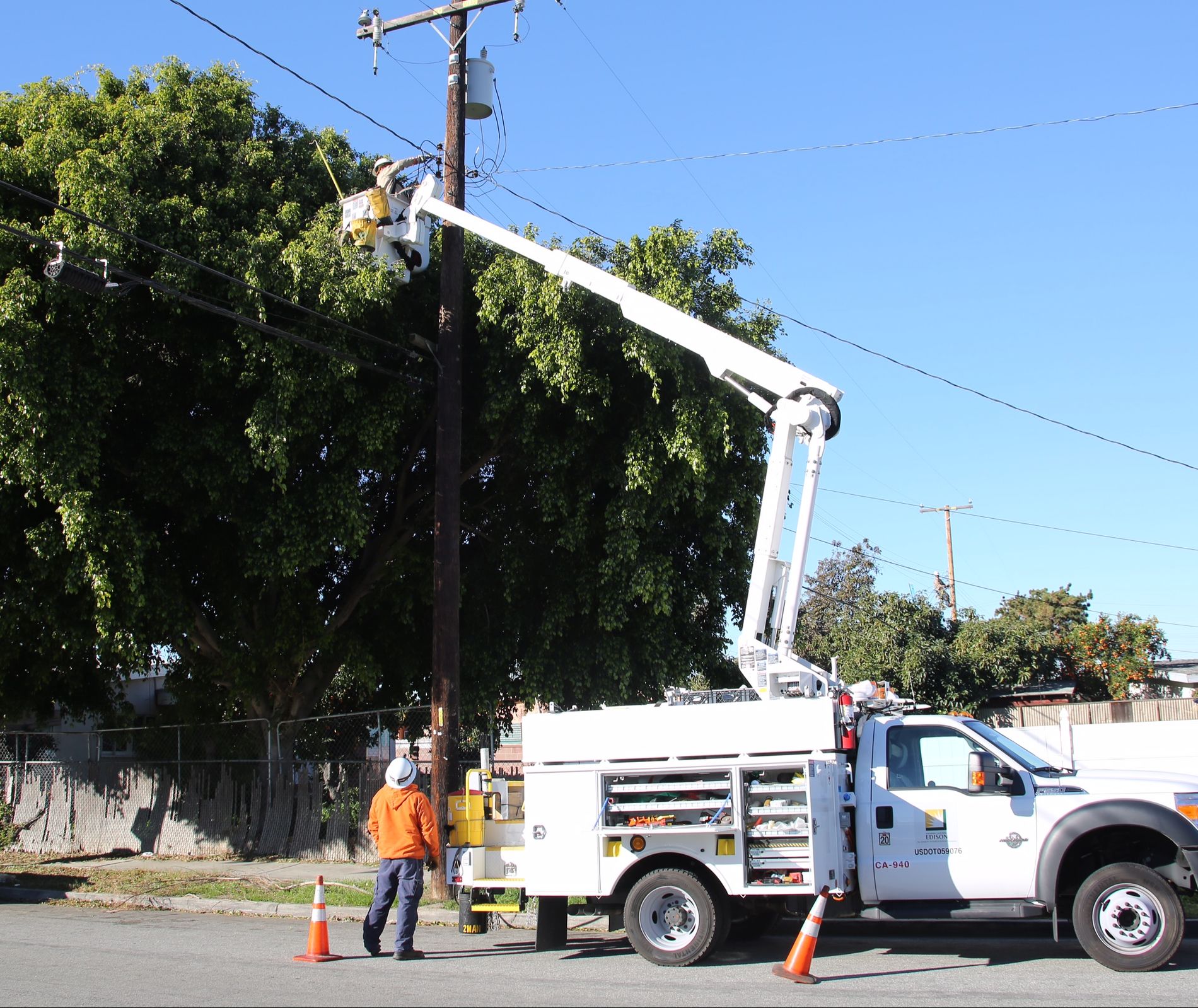 Why is a Tree a Conductor? | Energized by Edison