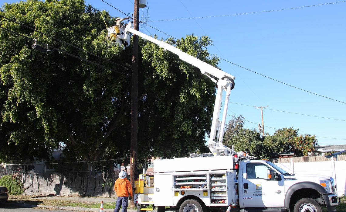 Why is a Tree a Conductor? | Energized by Edison