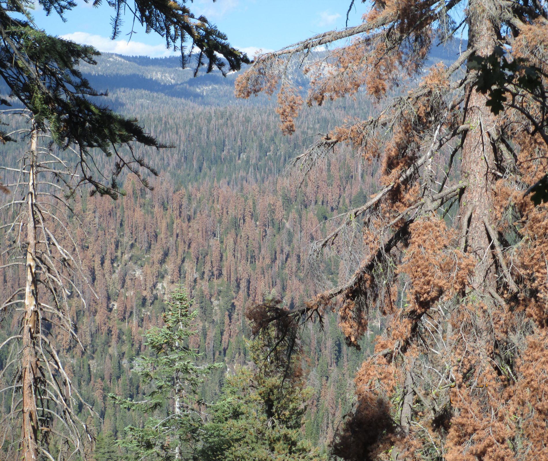 SCE Steps Up Wildfire Preparedness in the Sierra Nevada | Energized by ...