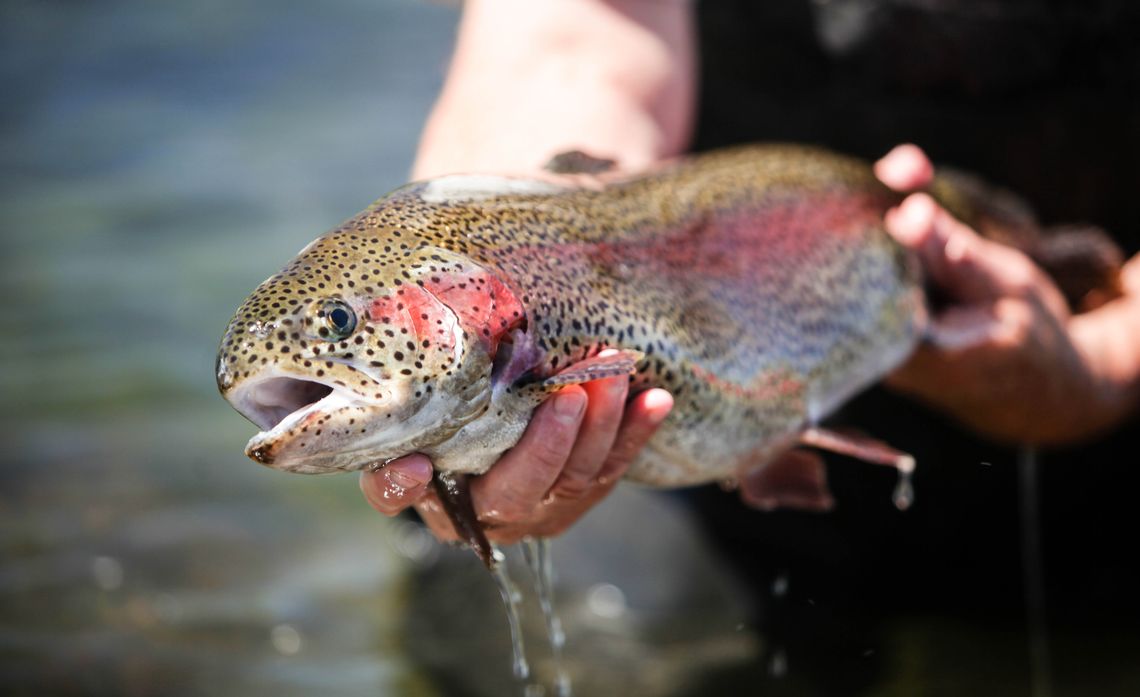 Mammoth Pool Reservoir Gets 10,000 Pounds of Trout | Energized by Edison